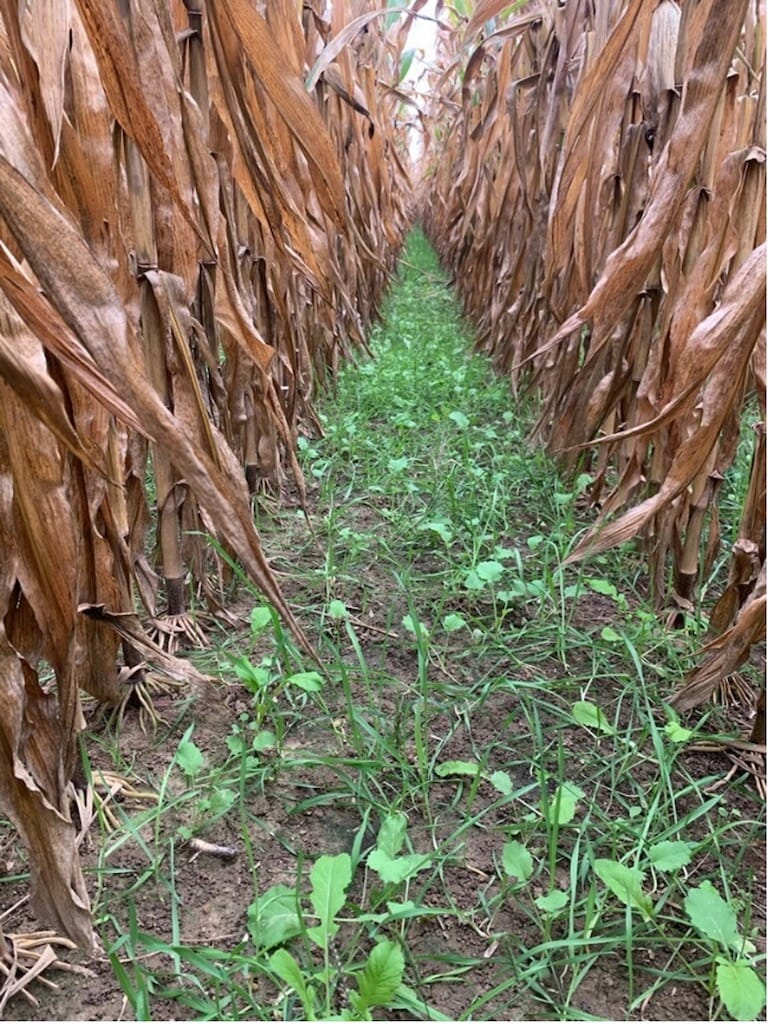 Soybean Inoculant | EZ Custom Ag and Liquid Fertilizer | Services